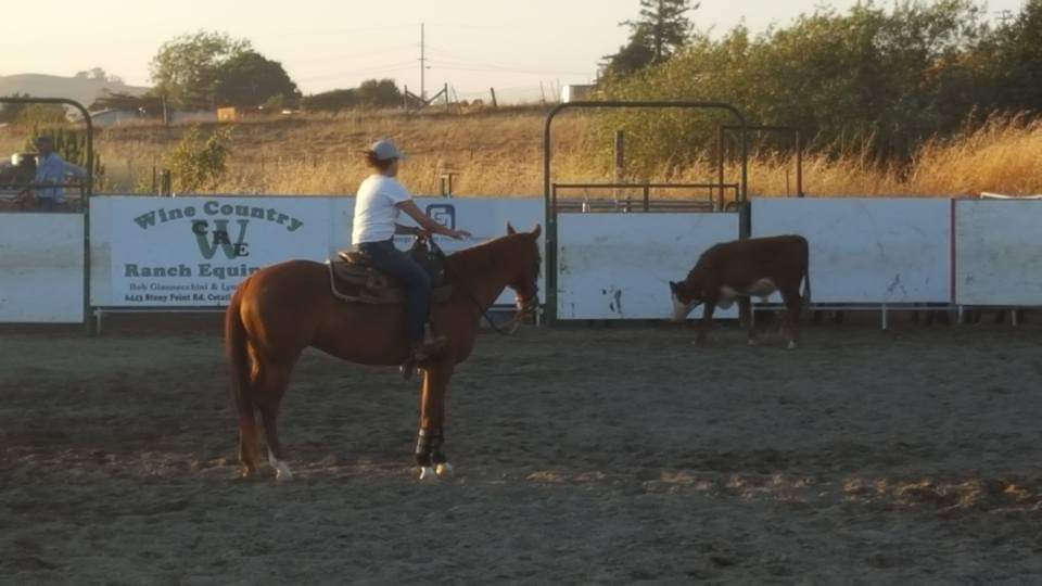 New Clients | Cadence Equine Integrative Veterinary Services